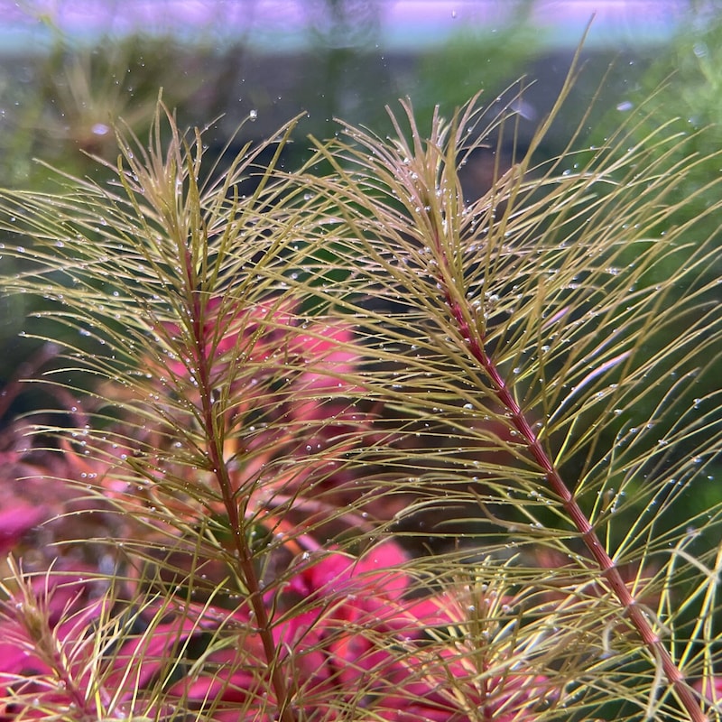 Long Aquarium Plant - Etsy