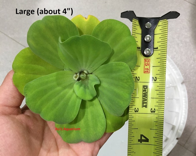 Dwarf Water Lettuce Live Aquarium Floating Plant - Etsy
