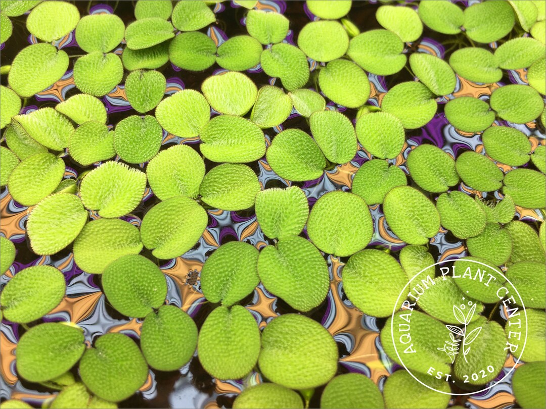 Water Spangles, Salvinia Minima, Live Aquarium/aquatic/floating/pond ...