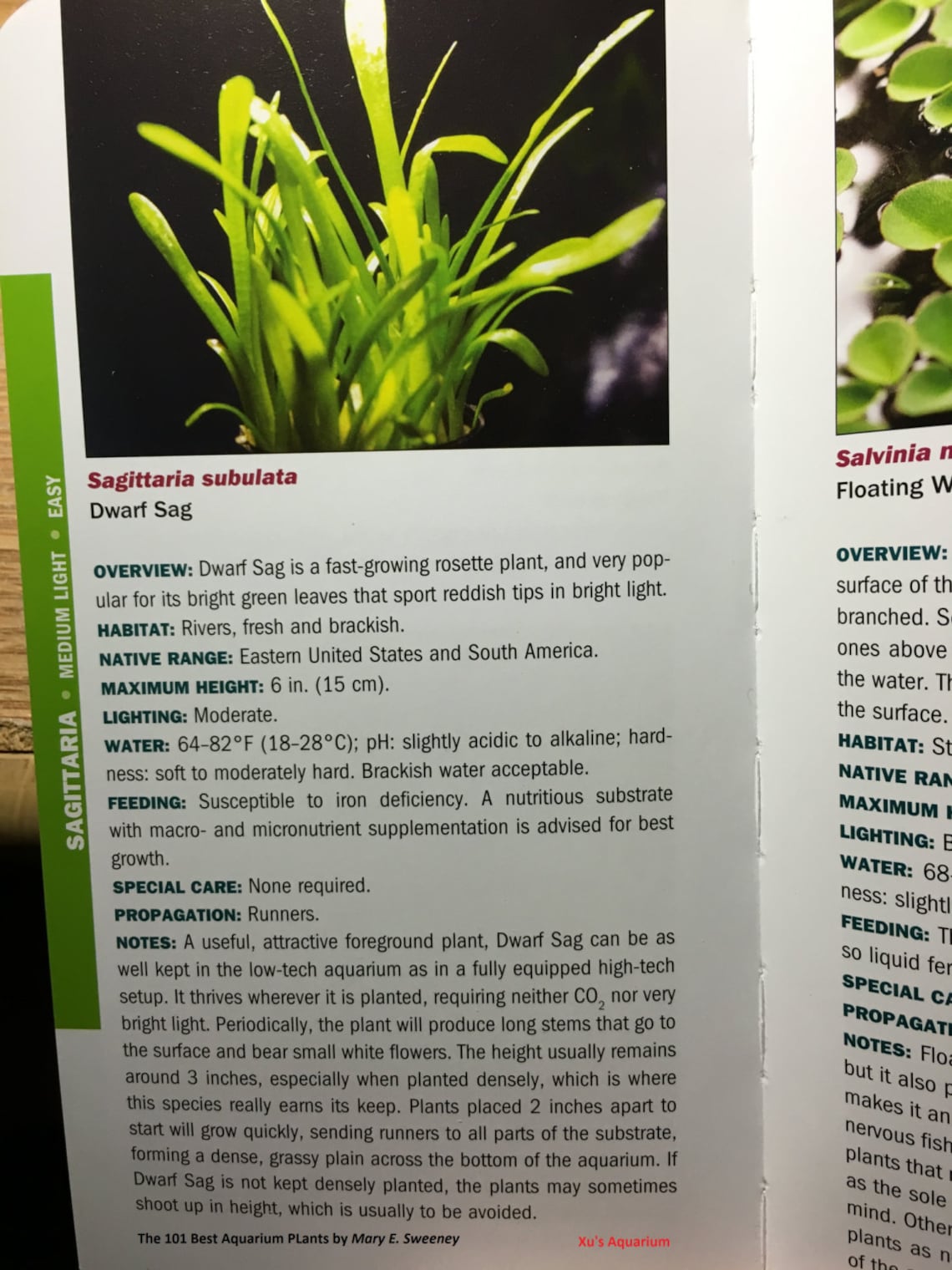 Dwarf Sag, Sagittaria Subulata, Live Aquarium/aquatic/foreground Plant ...