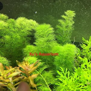 Tank One, Various Live Aquarium/aquatic/background/midground/foreground ...