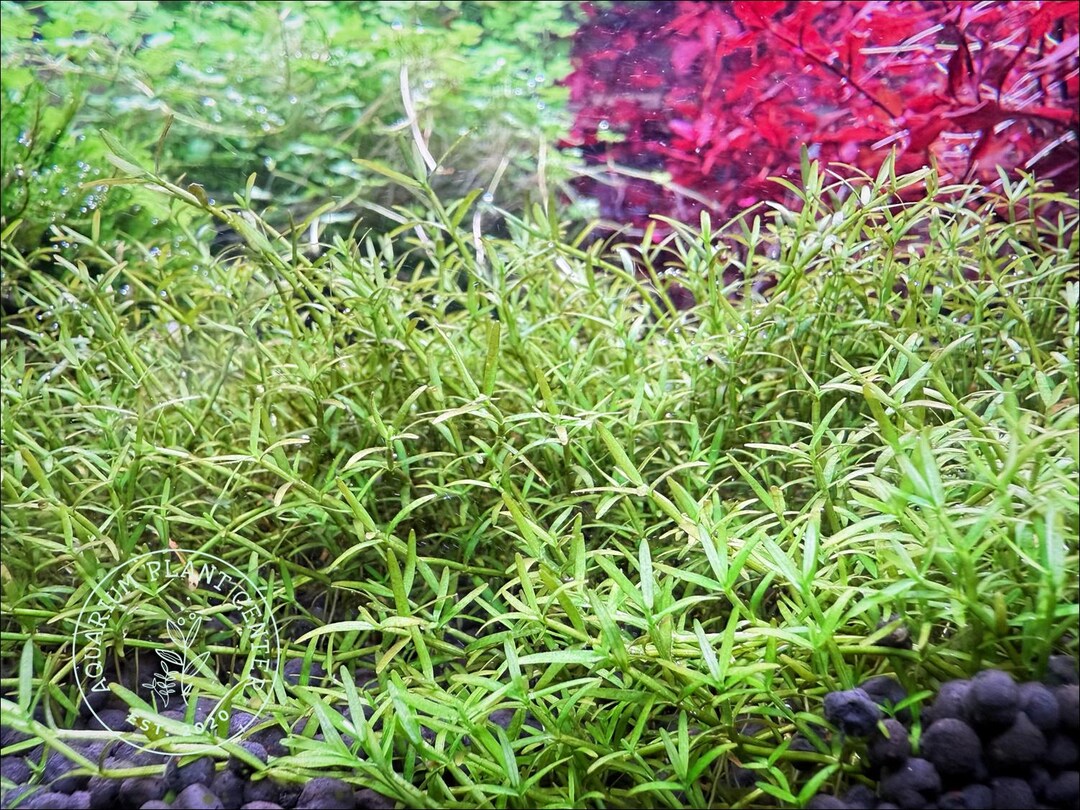 Microcarpaea Minima Merill, Live Aquarium/aquatic/freshwater/foreground ...