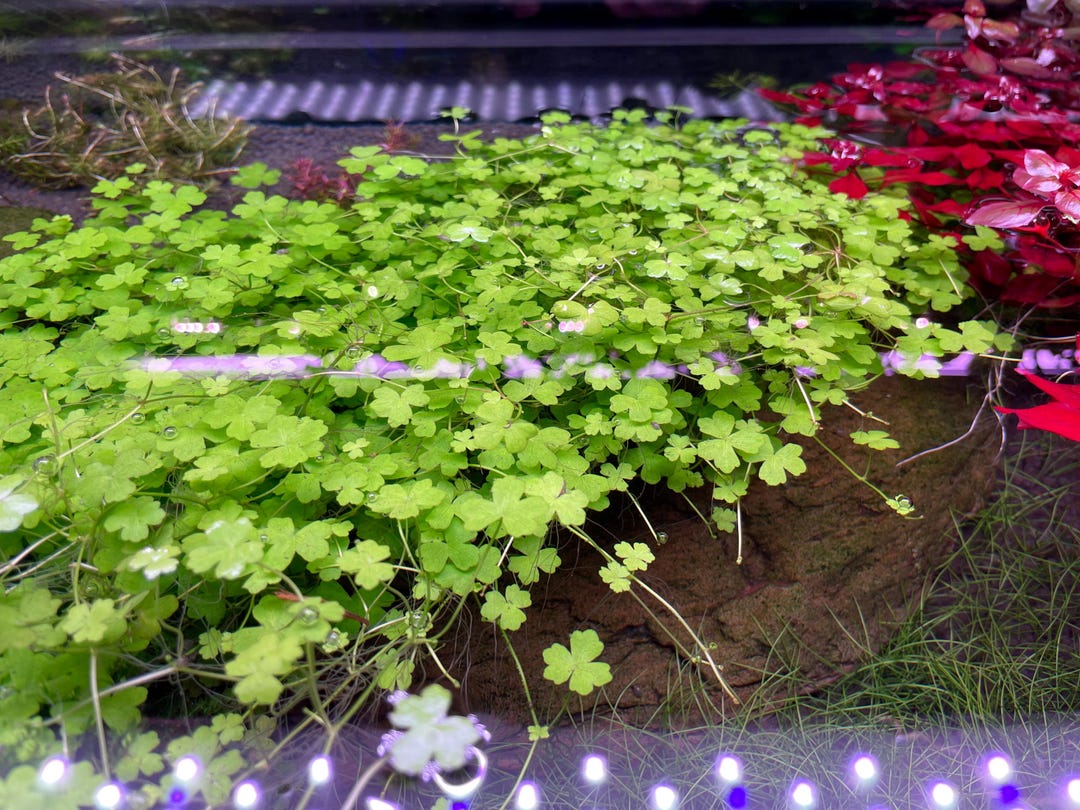 Hydrocotyle Tripartita 'mini' / Live Aquarium/aquatic/territorial ...