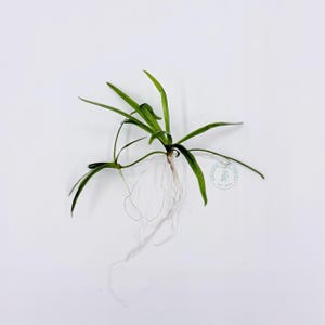 Helanthium Tenellum ‘broad Leaf’ or 'parvulum'/echinodorus Tenellus ...