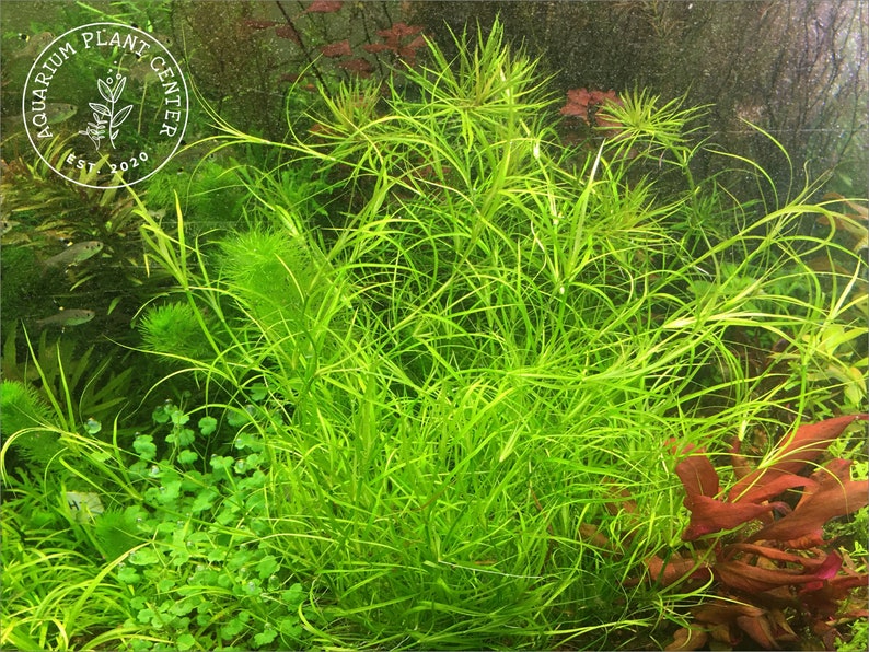 Lesser Creeping Rush, Juncus Repens, Live Aquarium/aquatic/background ...