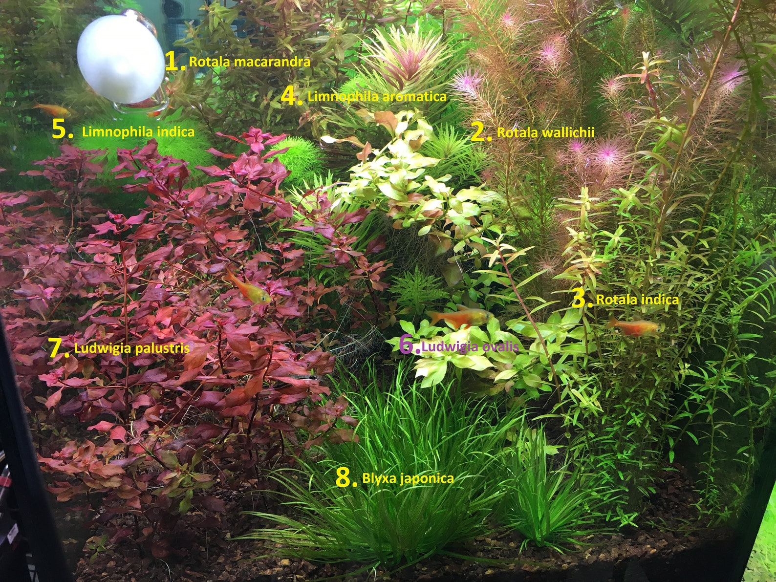 Tank One, Various Live Aquarium/aquatic/background/midground/foreground ...