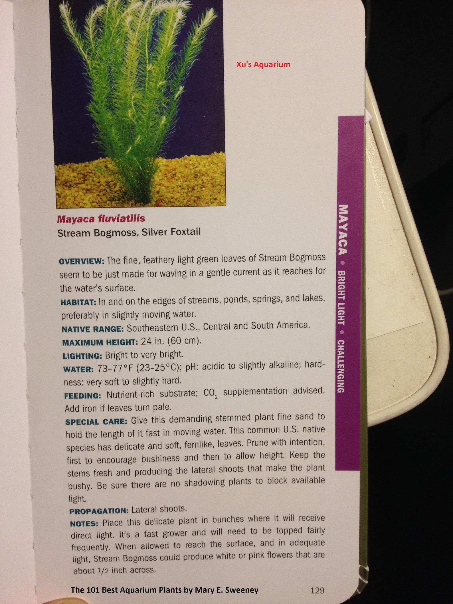 Stream Bogmoss Mayaca Fluviatilis Live - Etsy