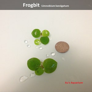 Floating Plant Package 1, Frogbit Dwarf Water Lettuce Water Spangles ...