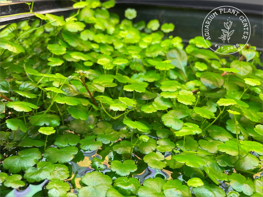 Hydrocotyle Sibthorpioides, Lawn Marsh Pennywort / Live Aquarium ...