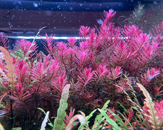 Rotala Macrandra Mini, Live Aquarium/aquatic/background Plant, Planted ...