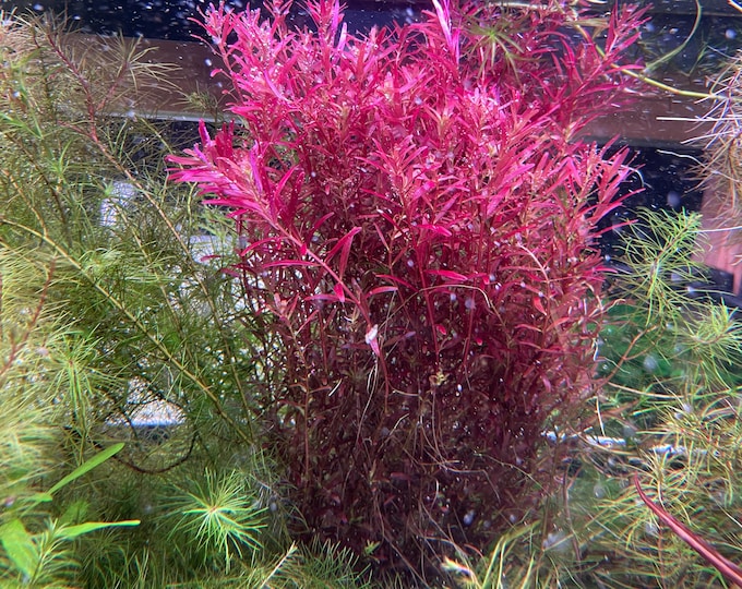 Rotala Rotundifolia 'blood Red‘, Live Aquarium/aquatic/freshwater ...