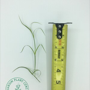 Lesser Creeping Rush, Juncus Repens, Live Aquarium/aquatic/background ...