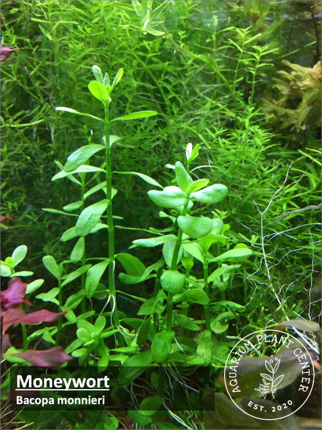 Moneywort, Bacopa Monnieri, Live Aquarium/aquaticfreshwater/midground ...