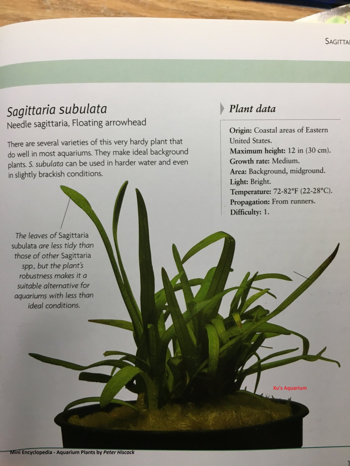 Dwarf Sag, Sagittaria Subulata, Live Aquarium/aquatic/foreground Plant ...