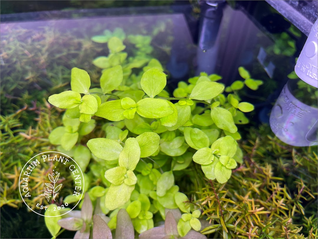 Bacopa Australis, Live Aquarium/aquatic/background/midgound/foreground ...