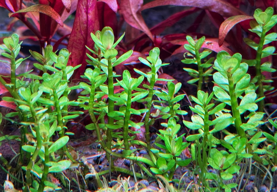 Rotala Indica 'bonsai', Live Aquarium/aquatic/nano Tank/foreground/stem ...