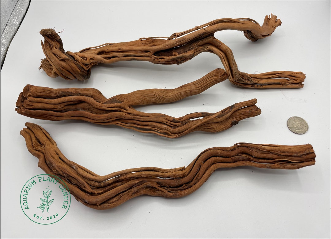 Dragon Root / Aquarium Décor / Terrarium / Reptile Tank / Aquascaping ...