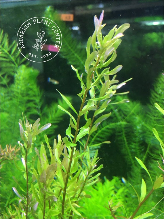 Rotala Macrandra