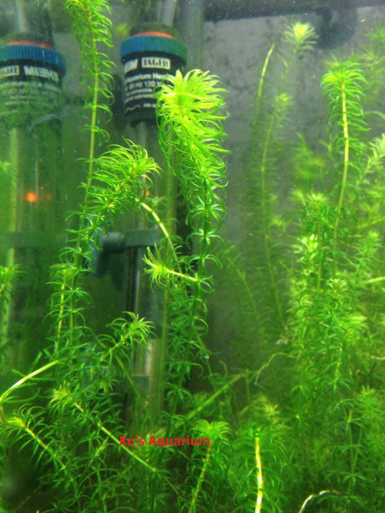 Narrow Leaf Anacharis, Egeria Najas, Live Aquarium/aquatic/background ...