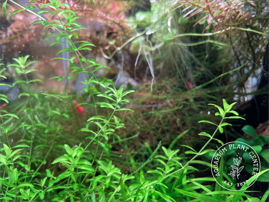 Hemianthus Micranthemoides, Pearl Weed, Live Aquarium/aquatic ...