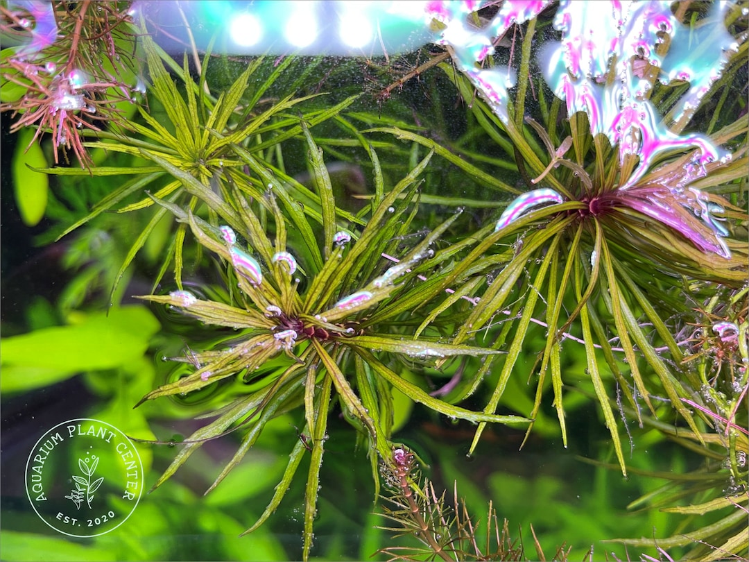 Pogostemon Stellatus, Eusteralis Stellata, Live Aquarium/aquatic ...