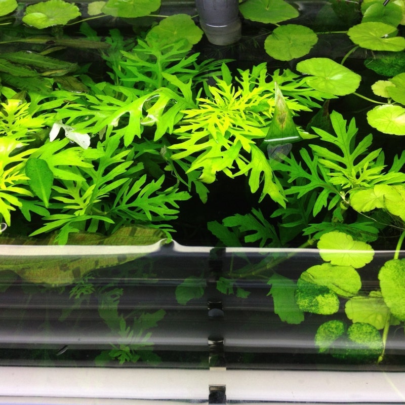 Water Wisteria - Etsy