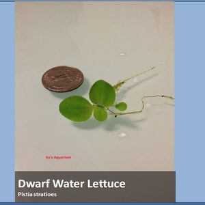 Floating Plant Package #1, Frogbit + Dwarf Water Lettuce + Water ...
