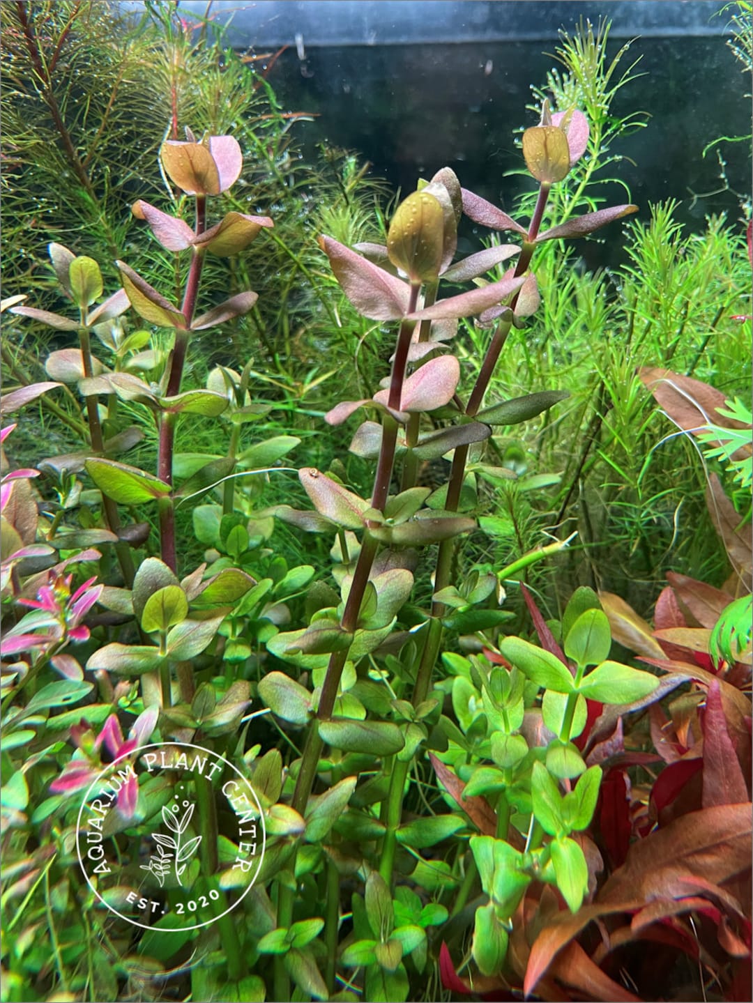 Bacopa Salzmannii 'purple', Live Aquarium/aquatic/freshwater/midground ...