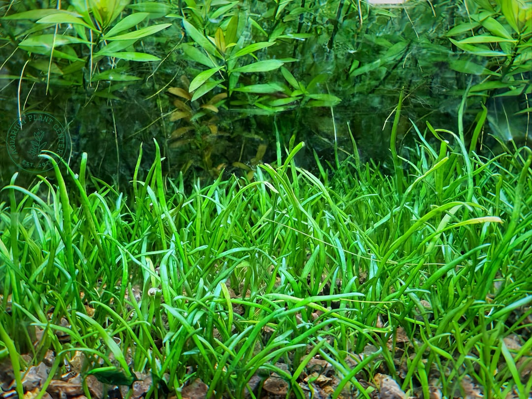 Micro Sword/lilaeopsis Novaezelandiae, Live Aquarium/aquatic/nano Tank ...