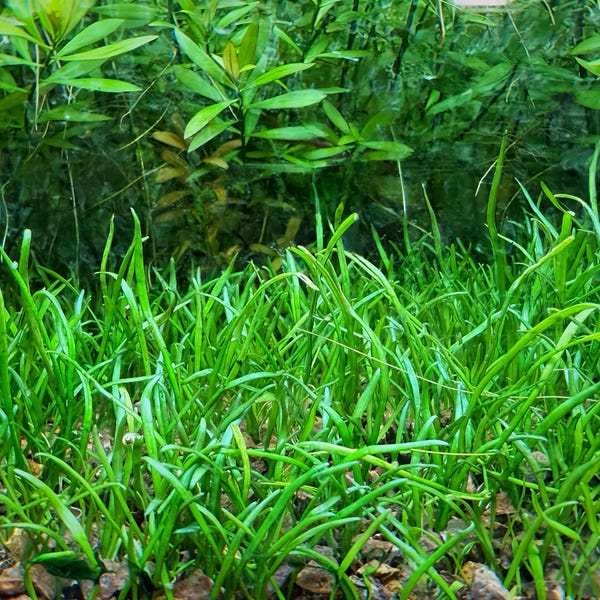 Aquatic Plants Swords - Etsy