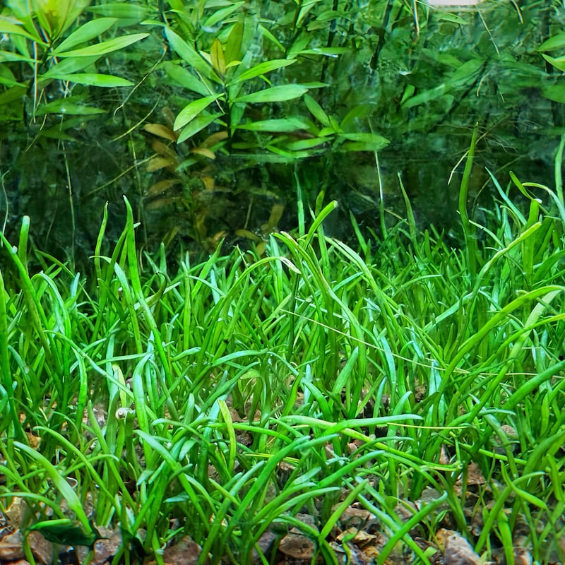 Aquarium Live Plants Carpet - Etsy