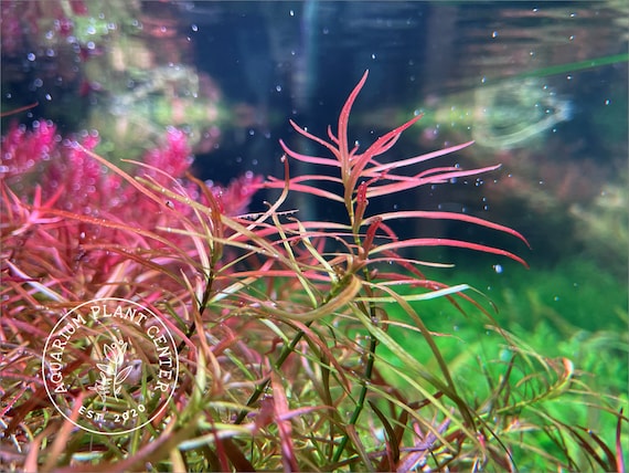 Ludwigia Arcuata Narrow Leaf