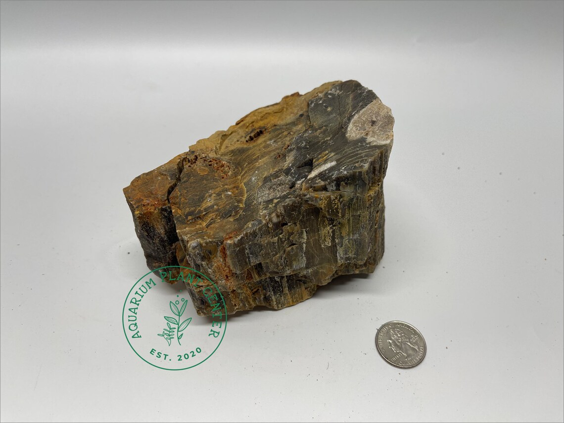 Petrified Wood Stone / Planted Aquarium / Decoration / - Etsy
