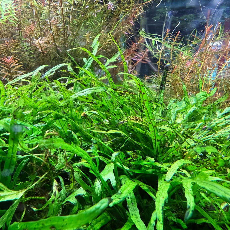 Mini Ferns Live Plants - Etsy