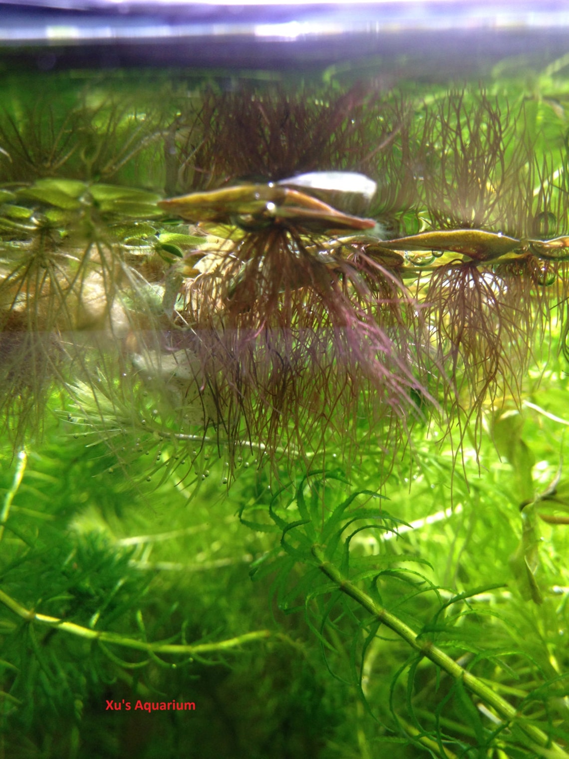 Red Root Floater Phyllanthus Fluitans Live - Etsy