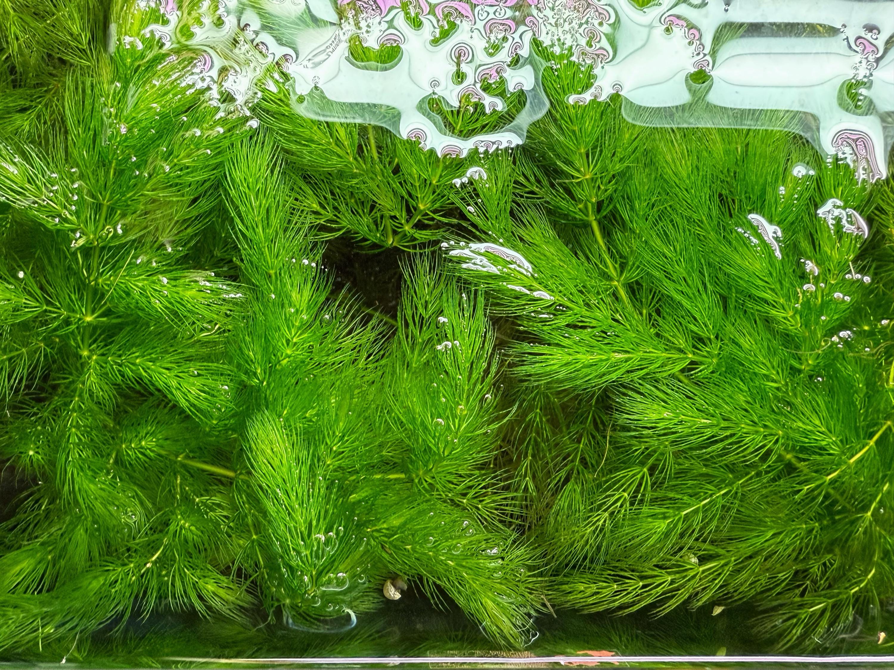 Hornwort, Ceratophyllum Demersum, Live Aquarium/aquatic/background ...