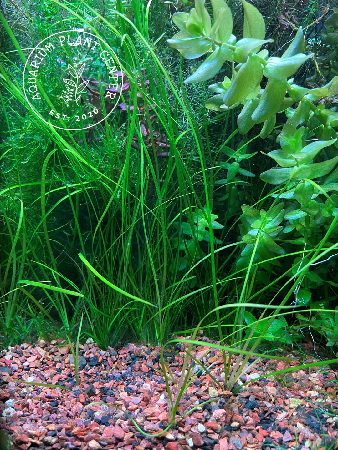 Vallisneria Nana, Live Aquarium/aquatic/background/freshwater Plant ...