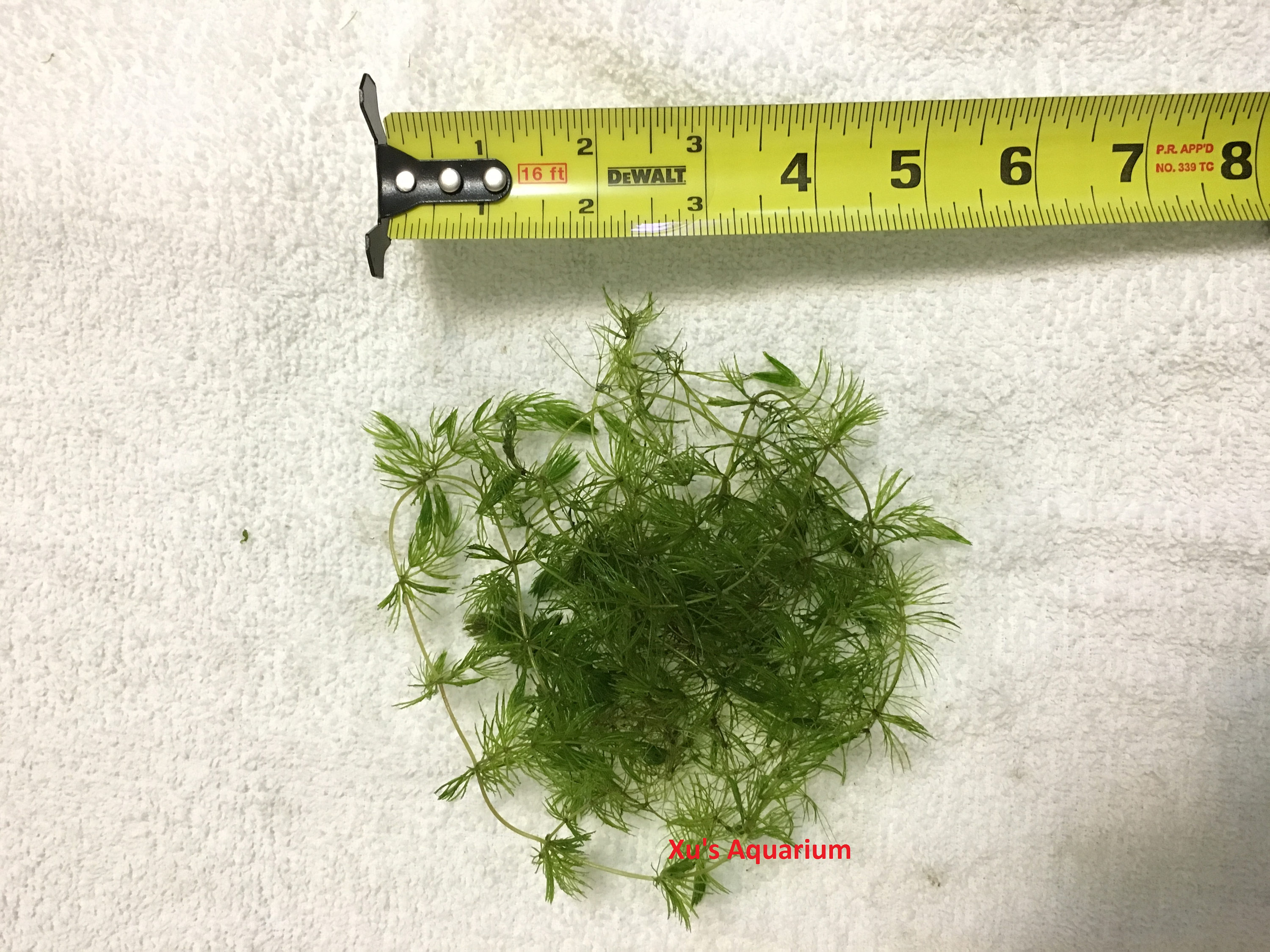 Hornwort, Ceratophyllum Demersum, Live Aquarium/aquatic/background ...