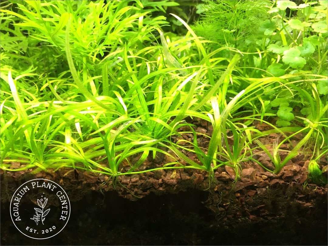 Helanthium Tenellum ‘broad Leaf’ or 'parvulum'/echinodorus Tenellus ...