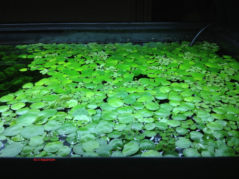 Amazon Frogbit Limnobium Laevigatum Live - Etsy