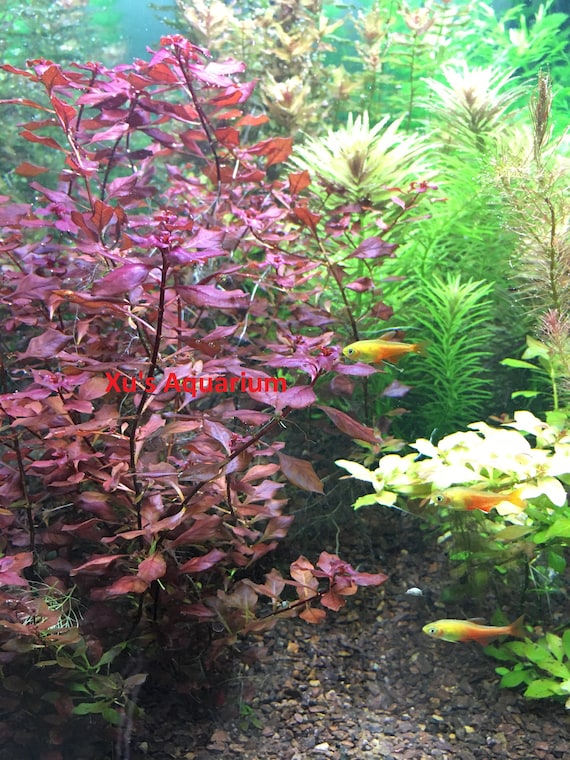 Ludwigia Palustris