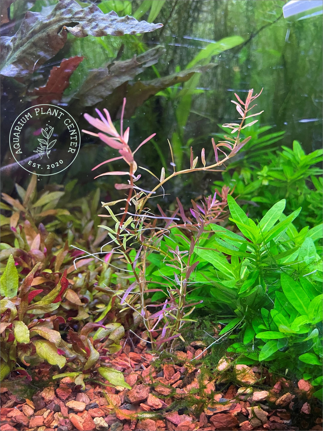 Rotala Macrandra Mini Live Aquarium/aquatic/background Plant - Etsy