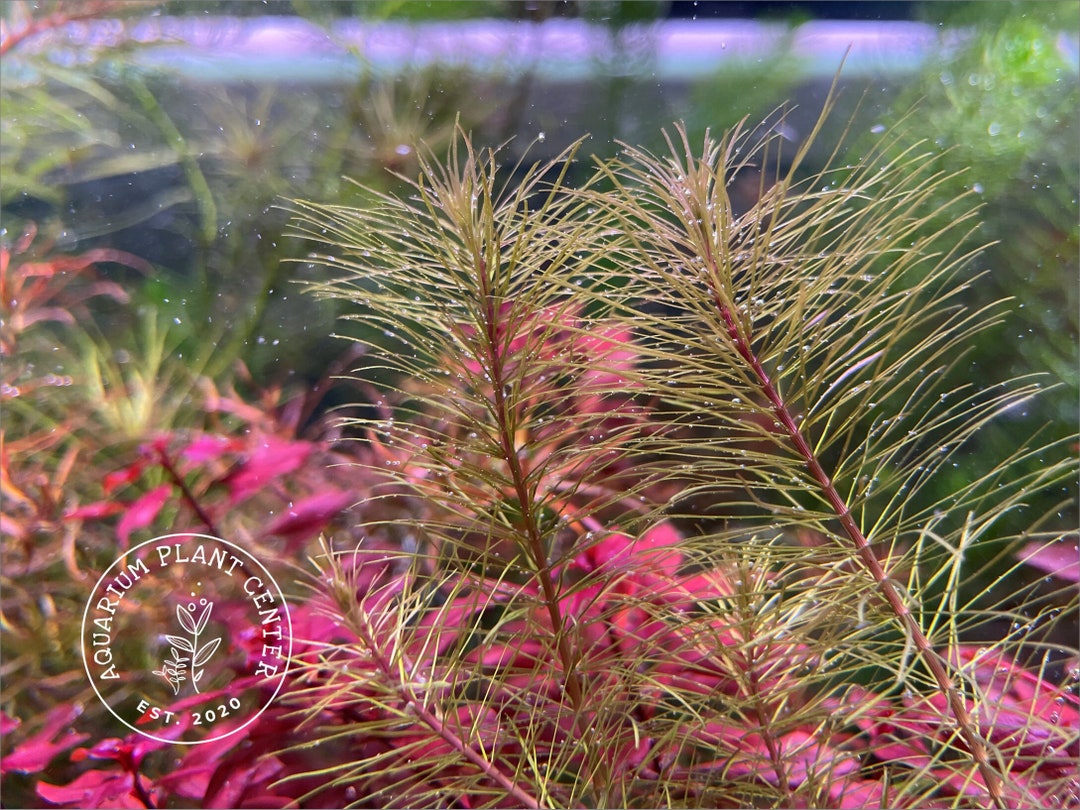 Rotala Wallichi 'long Leaf'/rotala Vietnam, Live Aquarium/aquatic ...