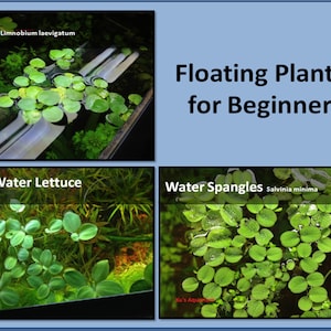 Floating Plant Package 1, Frogbit Dwarf Water Lettuce Water Spangles ...