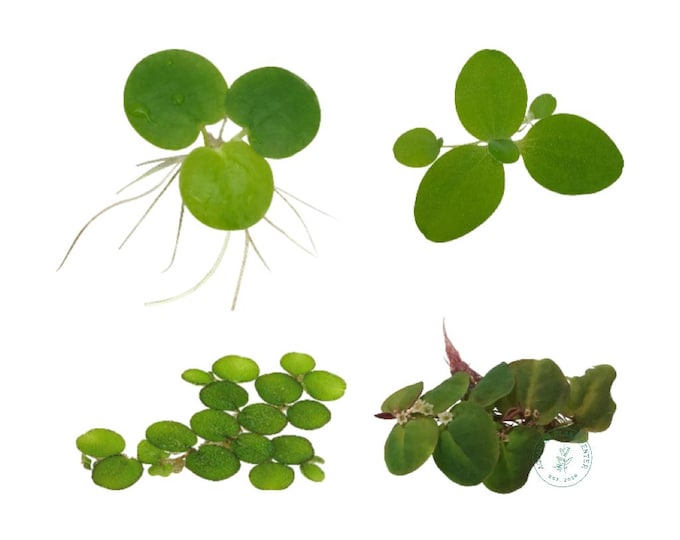 Menyanthes Trifoliata (bog Bean) Bareroot, 1 Live Plant - Etsy