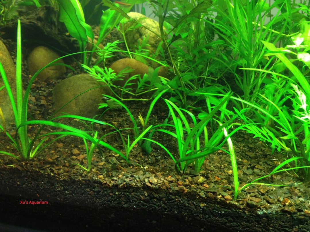 Dwarf Sag, Sagittaria Subulata, Live Aquarium/aquatic/foreground Plant ...