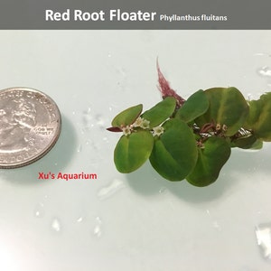 Red Root Floater, Phyllanthus Fluitans, Live Aquarium/floating/pond/aquatic Plant, Aquascaping ...