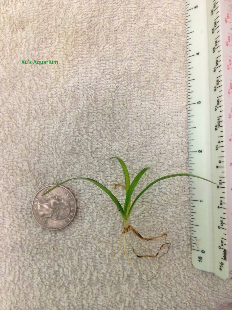 Dwarf Sag, Sagittaria Subulata, Live Aquarium/aquatic/foreground Plant ...