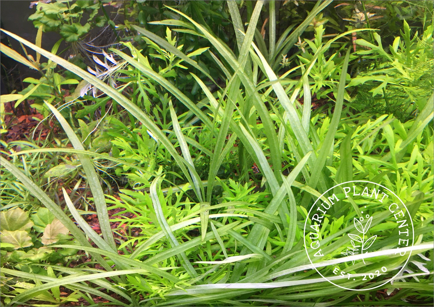 Helanthium Tenellum