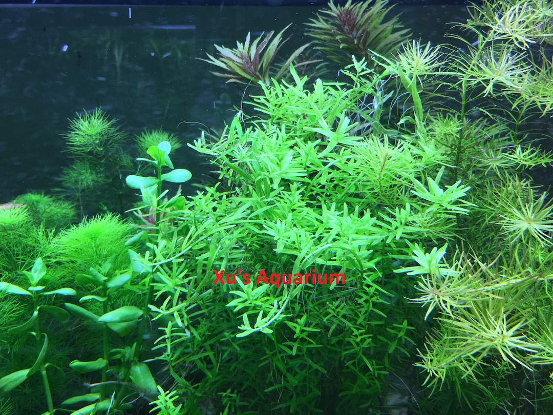 Rotala Sp. Green, Live Aquarium/aquatic/background/red Plant,planted ...
